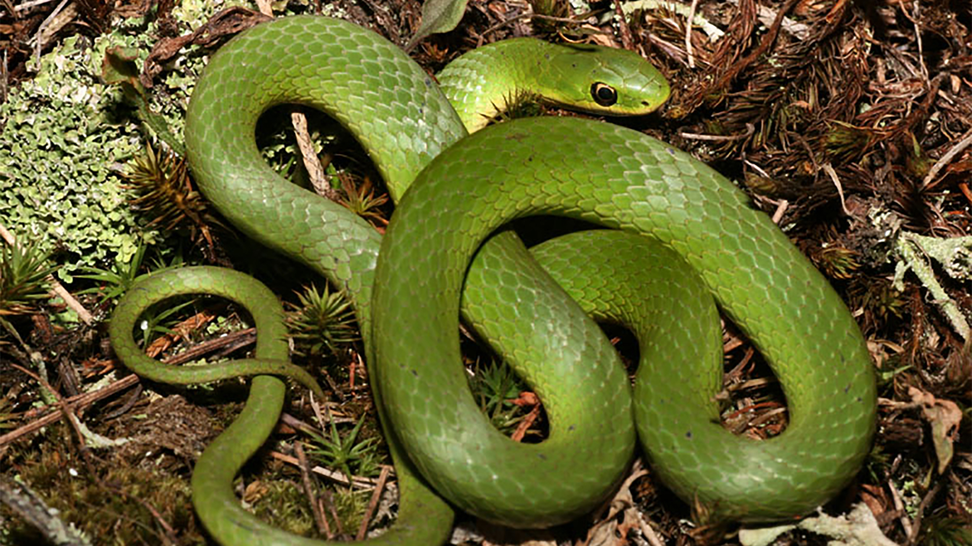 NJDEP | State Wildlife Action Plan | SGCN | Reptiles