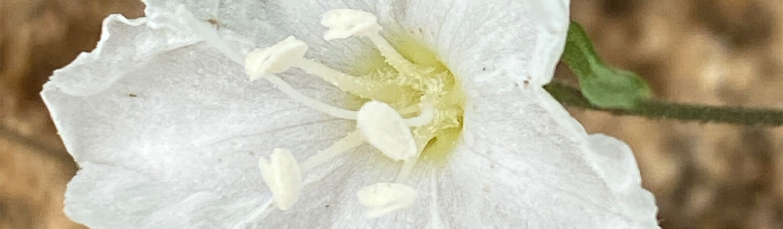 NJDEP | State Wildlife Action Plan | SGCN | Plants and Fungi | Plants ...