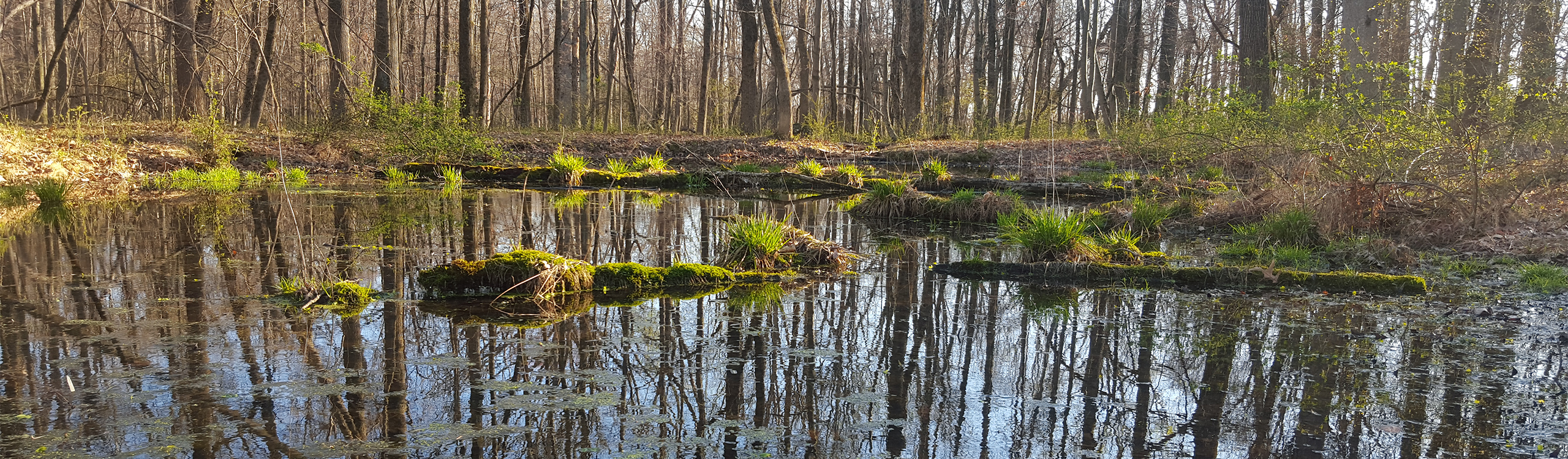 Vernal Pools | State Wildlife Action Plan
