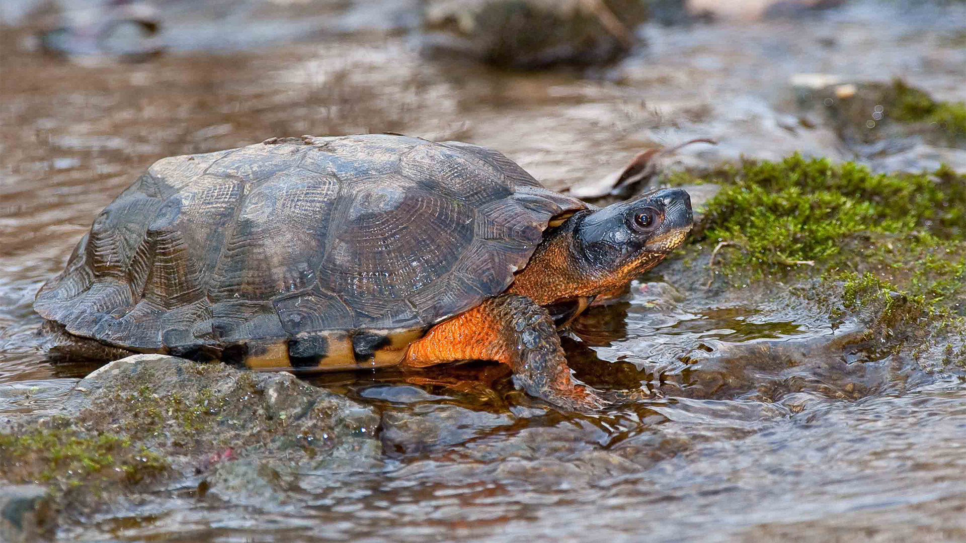 NJDEP | State Wildlife Action Plan | SGCN | Reptiles