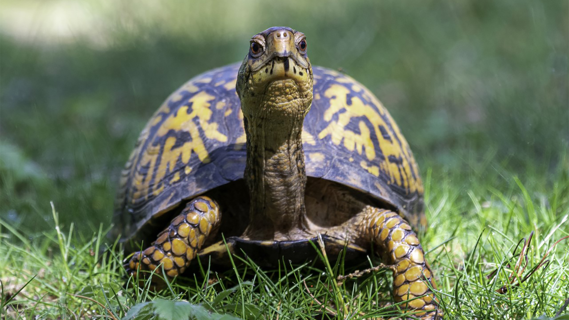 NJDEP | State Wildlife Action Plan | SGCN | Reptiles